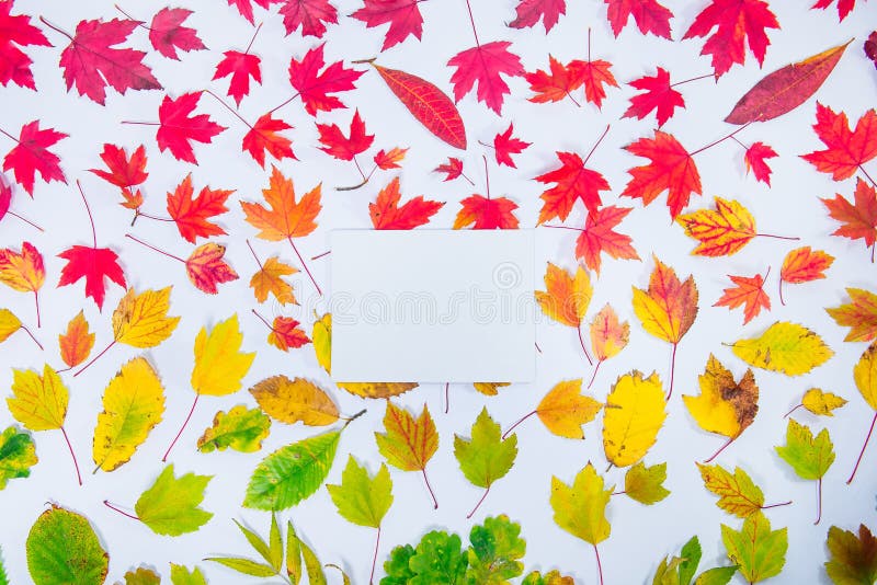 Top View Empty Rectangular Canvas Blank on Autumn Leaves Gradient ...