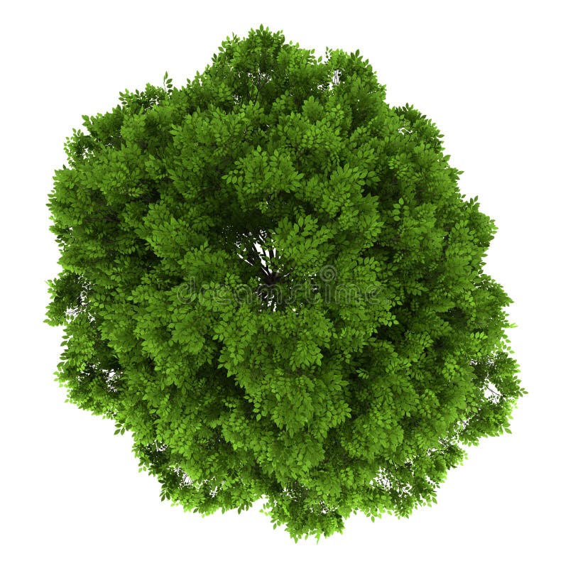 Top View of European Ash Tree Isolated on White Stock Illustration ...