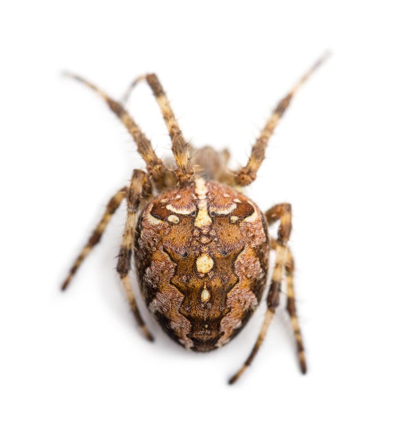 Top View of an European Garden Spider Stock Photo - Image of vertical ...