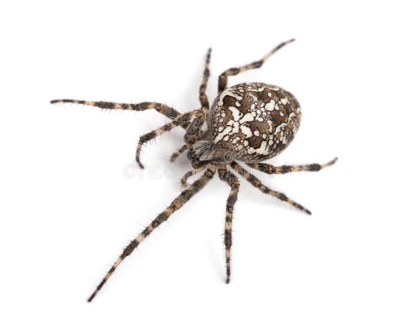 The European Garden Spider, Araneus Diadematus Stock Image - Image of ...