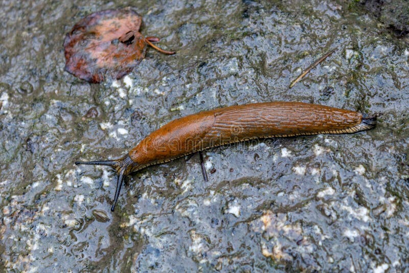 Top View of European Red Slug on a Wet Ground Stock Photo - Image of ...