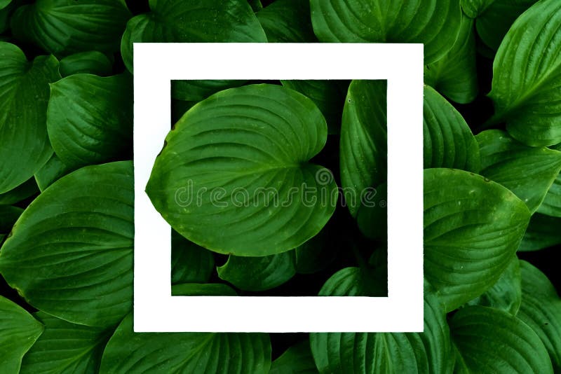 Top View of Exotic Topical Plants Leafs Flowers with White Square Frame ...