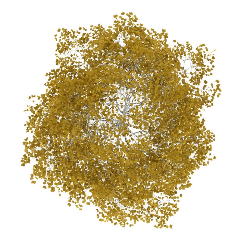 Top View of Fall Birch Tree Isolated on White Stock Illustration ...