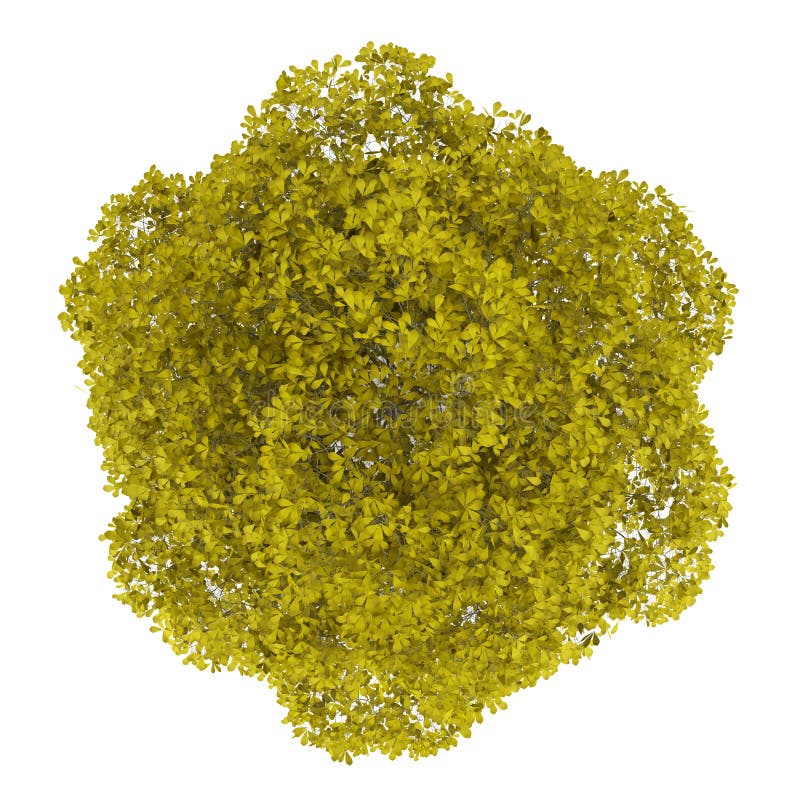 Top View of Fall Chestnut Tree Isolated on White Stock Illustration ...