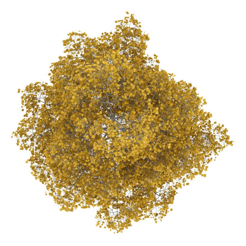 Top View of Fall Common Lime Tree Isolated Stock Illustration ...