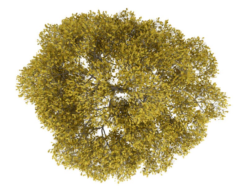 17+ Oak tree top view Free Stock Photos - StockFreeImages