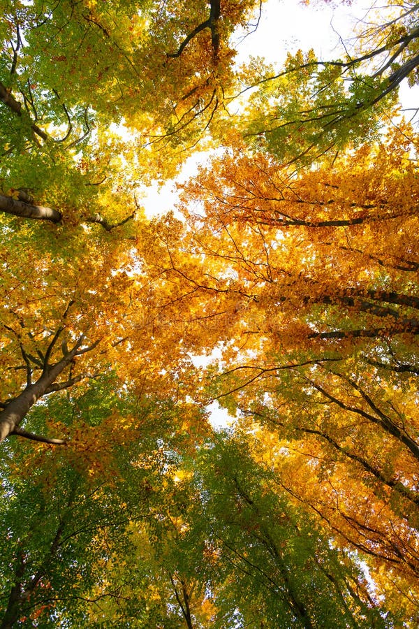 Top View of Fall Leaves on Tree Closeup on Weather, Nature Stock Image ...