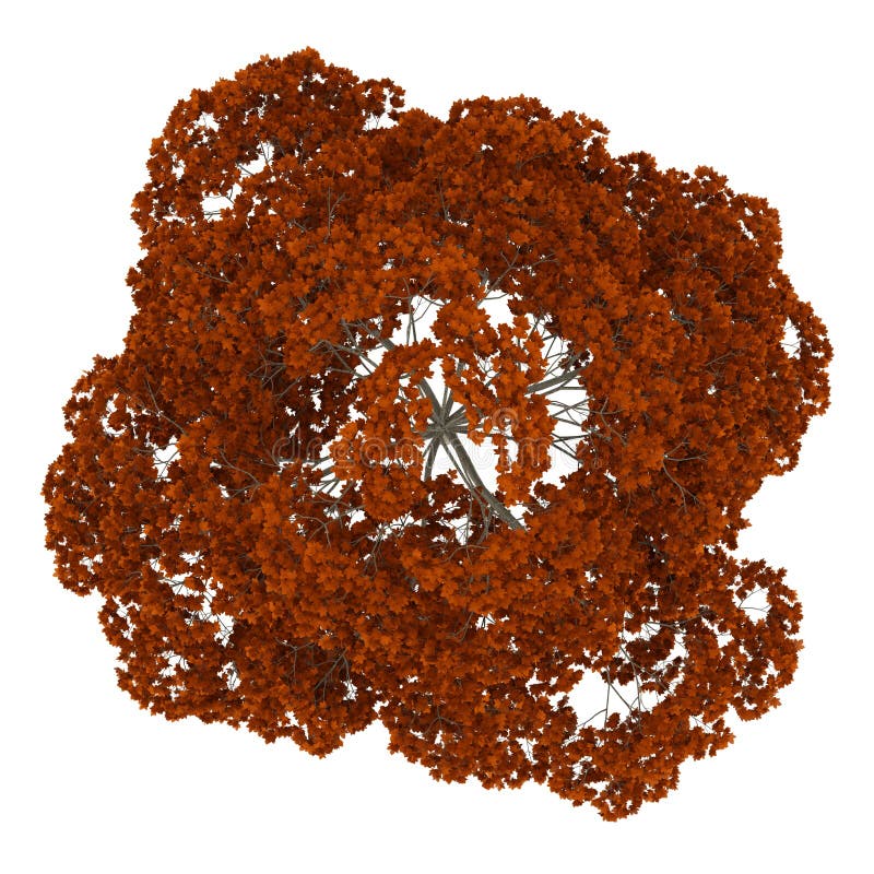 Top View of Fall Norway Maple Tree Isolated on White Stock Illustration ...