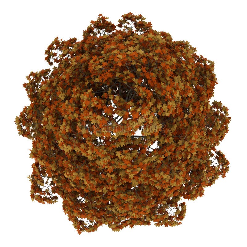 Top View of Fall Norway Maple Tree Isolated on White Stock Illustration ...