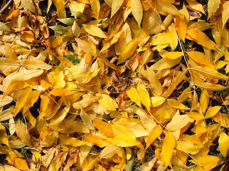 Top View of Fallen Ashen Leaves Stock Image - Image of park, background ...