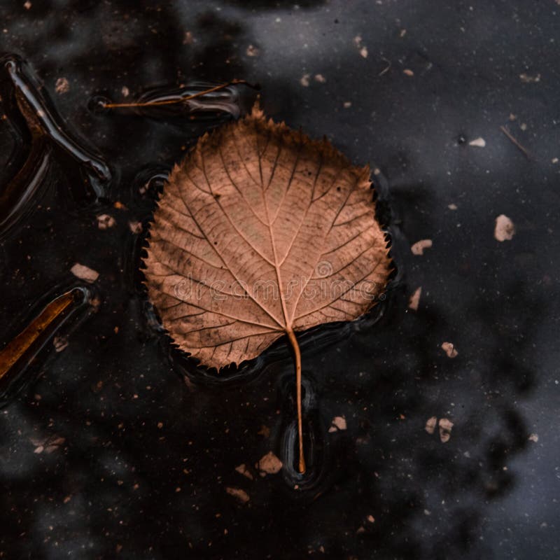 Top View of Fallen Autumn Leaf in a Puddle of Water Stock Photo - Image ...
