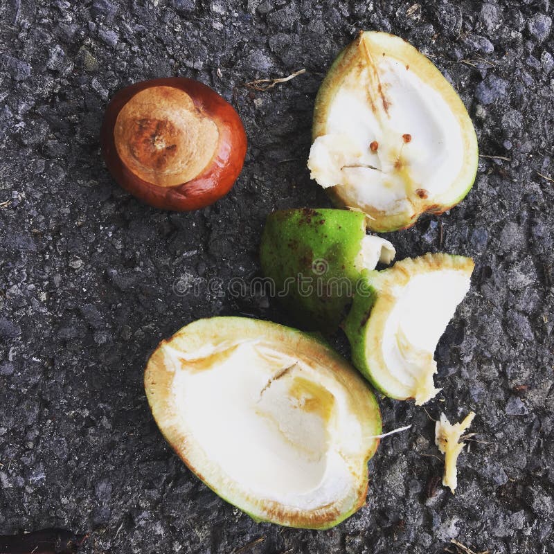 Top View of Fallen Conkers on the Ground in Autumn Stock Photo - Image ...