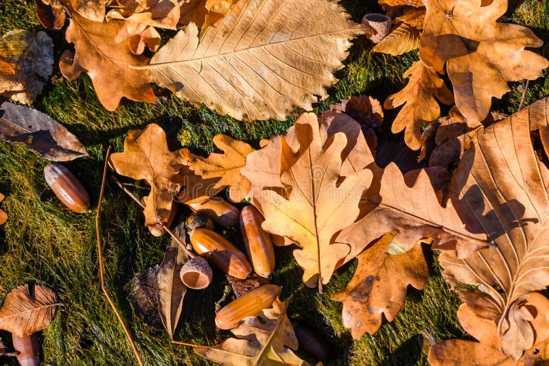Top View of Fallen Leaves Lying on Ground Stock Image - Image of golden ...