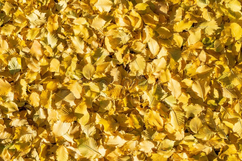 Top View Fallen Yellow Leaves, Autumn Background. Stock Photo - Image ...