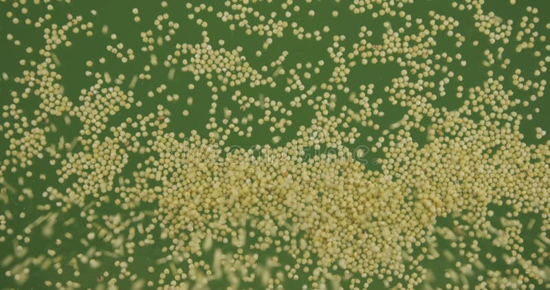 Top View of Falling Down Peas Grains. the Seeds Fall and Fill the Green ...