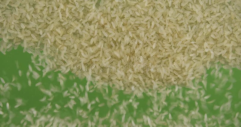 Top View of Falling Down Rice Grains. the Seeds Fall and Fill the Green ...