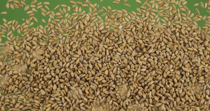 Top View of Falling Down Wheat Grains. the Seeds Fall and Fill the ...