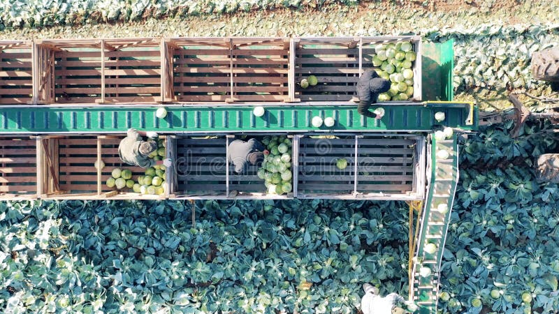 Top View of Farmers Sorting Cabbage on the Mechanized Conveyor Stock ...