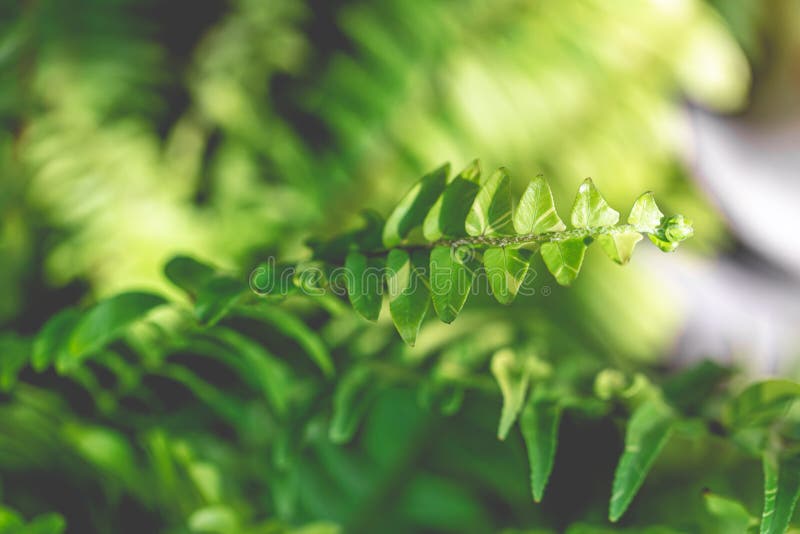 Top View of Fern stock photo. Image of flowerpot, natural - 219004178
