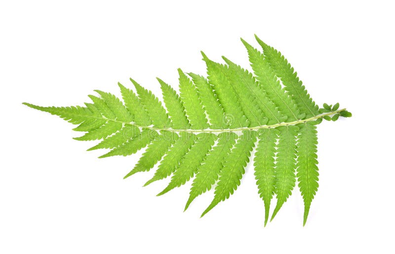 Top View of Fern Isolated on White Background Stock Image - Image of ...