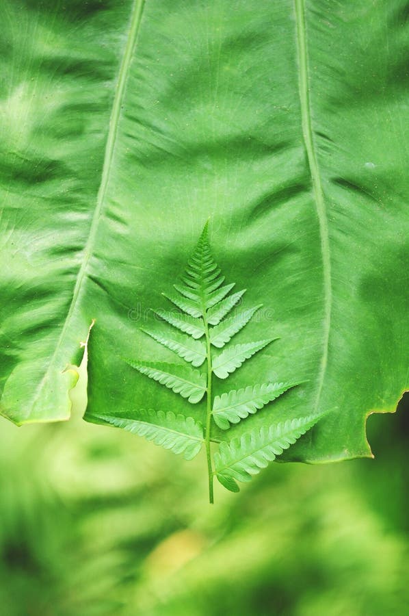 Top View of Fern Leaf in Nature, Green, Tree, Forest, Wallpaper Stock ...