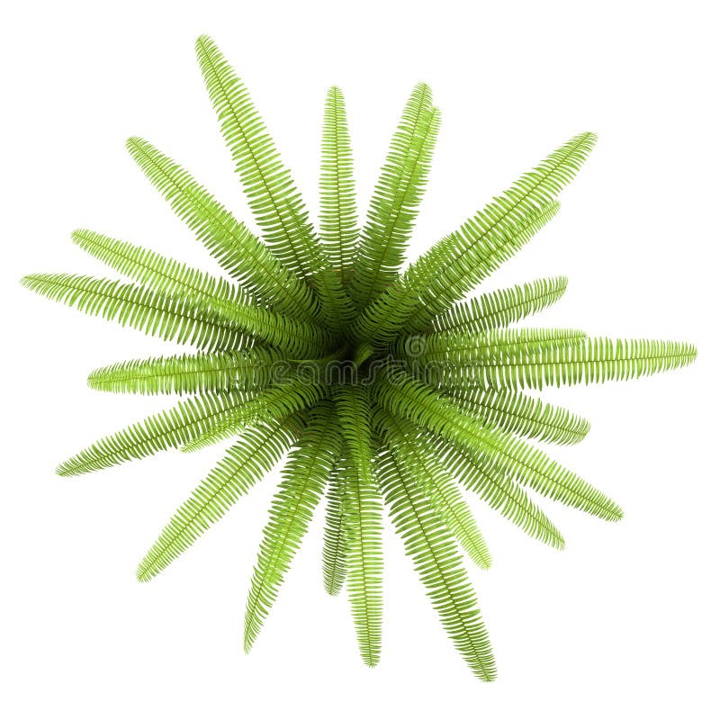 Top View of Fern Plant in Pot Isolated on White Stock Illustration ...