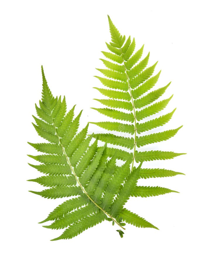 Top View of Fern on White Background Stock Image - Image of natural ...