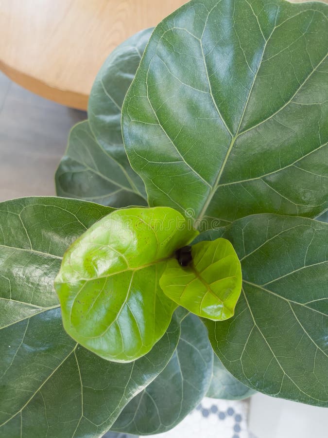 Top View of Fiddle Leaf Fig Stock Photo - Image of organic, pots: 220509212