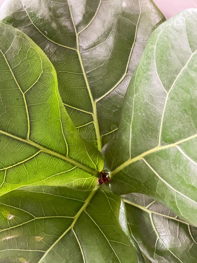 Top View of Fiddle Leaf Fig Stock Image - Image of fiddle, healthy ...