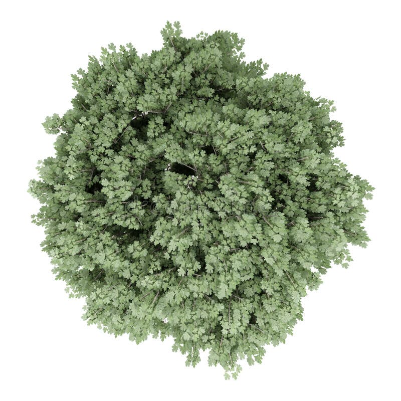 Top View of Red Maple Tree Isolated on White Stock Illustration ...