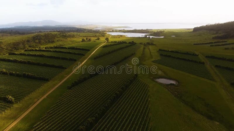 Top view of the fields stock photo. Image of grass, stadium - 226293684