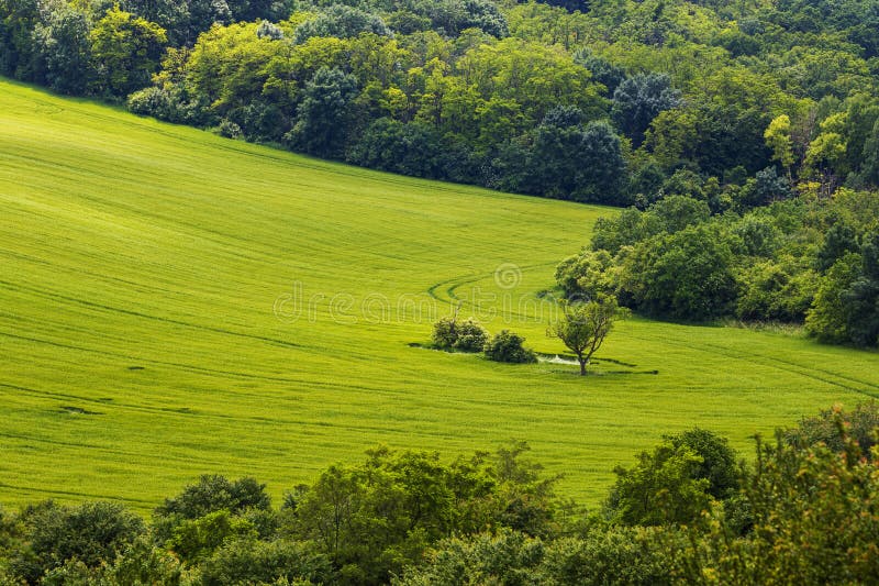 Top View of Fields of Green Grain in Which a Tree Grows. the ...
