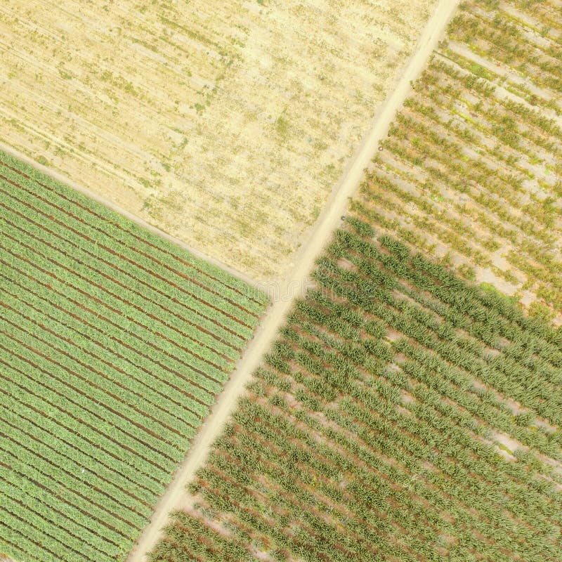 Top View Fields Plantations Stock Photo - Image of farm, texture: 82850024