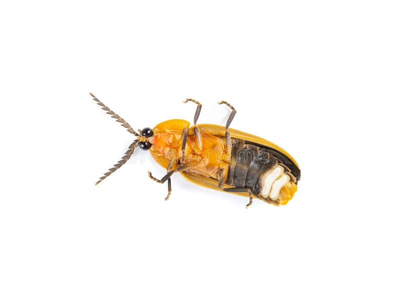 Top View Firefly on White Background Stock Image - Image of black ...