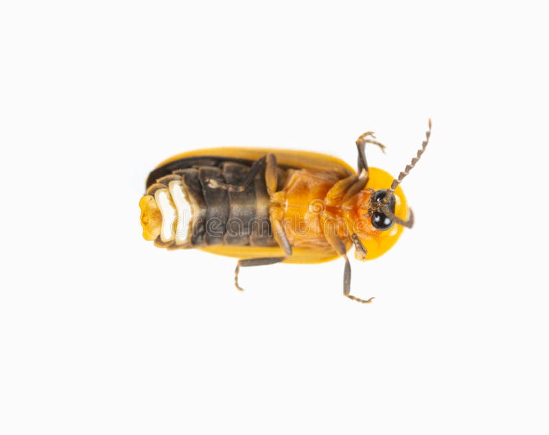 Top View Firefly on White Background Stock Image - Image of insect ...