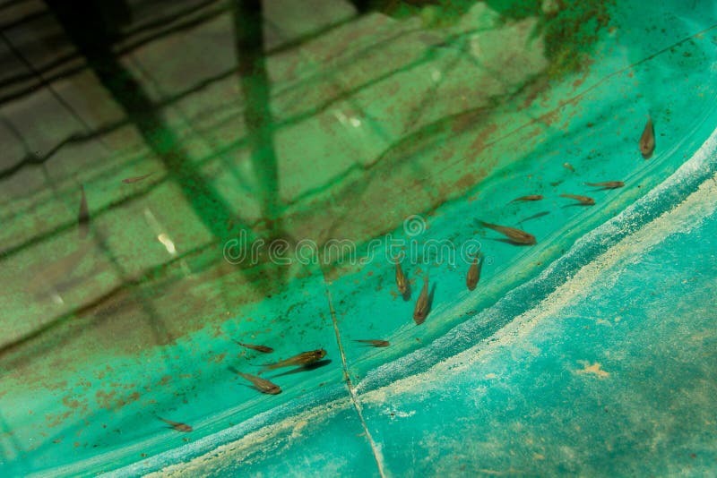 Top View of Fish in an Artificial Pond Stock Photo - Image of japanese ...
