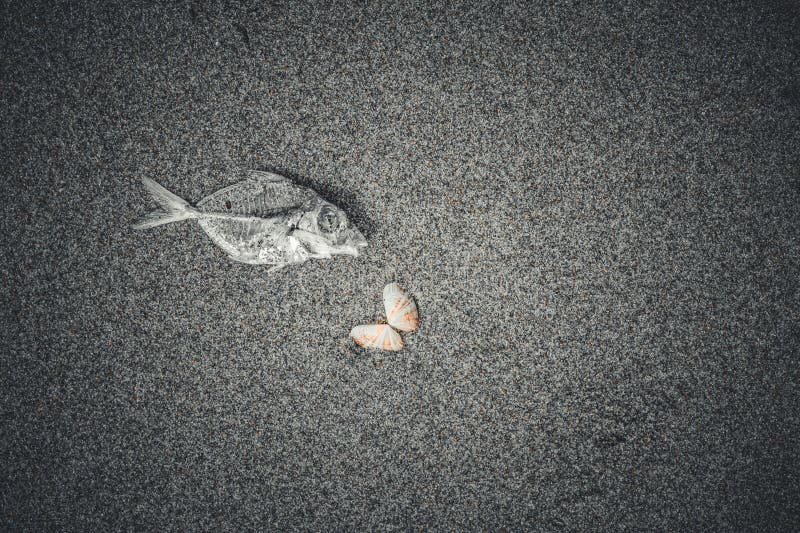 The Top-view of Fish Carcasses and Sea Shells on the Sand at the Beach ...