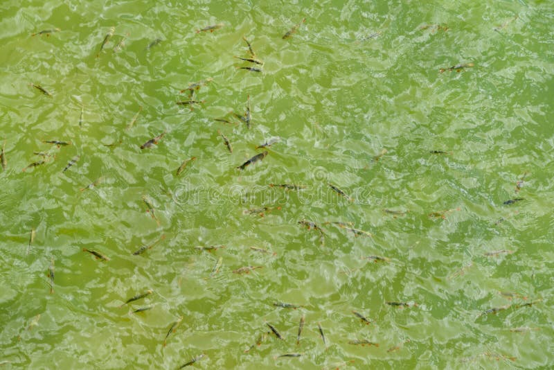 Top View of Fish Group Swimming in Lake Water Stock Image - Image of ...