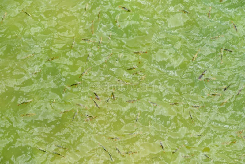 Top View of Fish Group Swimming in Lake Water Stock Image - Image of ...