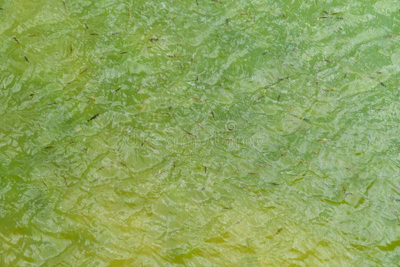 Top View of Fish Group Swimming in Lake Water Stock Image - Image of ...