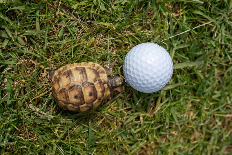 Top View of Five Baby Turtles Surrounding a Golf Ball Stock Photo ...