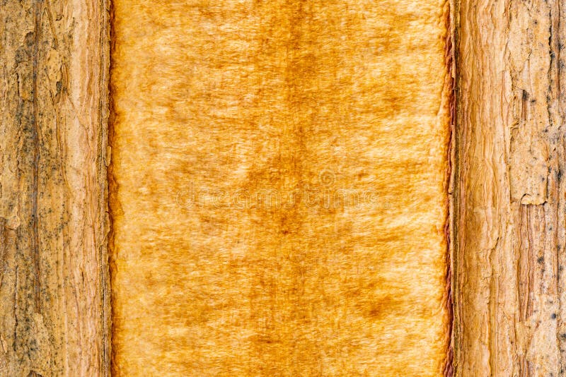 Top View or Flat Lay Closeup Texture of Inner Dry Old Empty Tree Seed ...