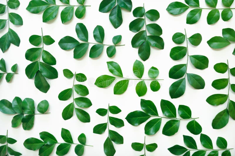Top View Flat Lay Collection of Fresh Green Spring Leaves Pattern ...