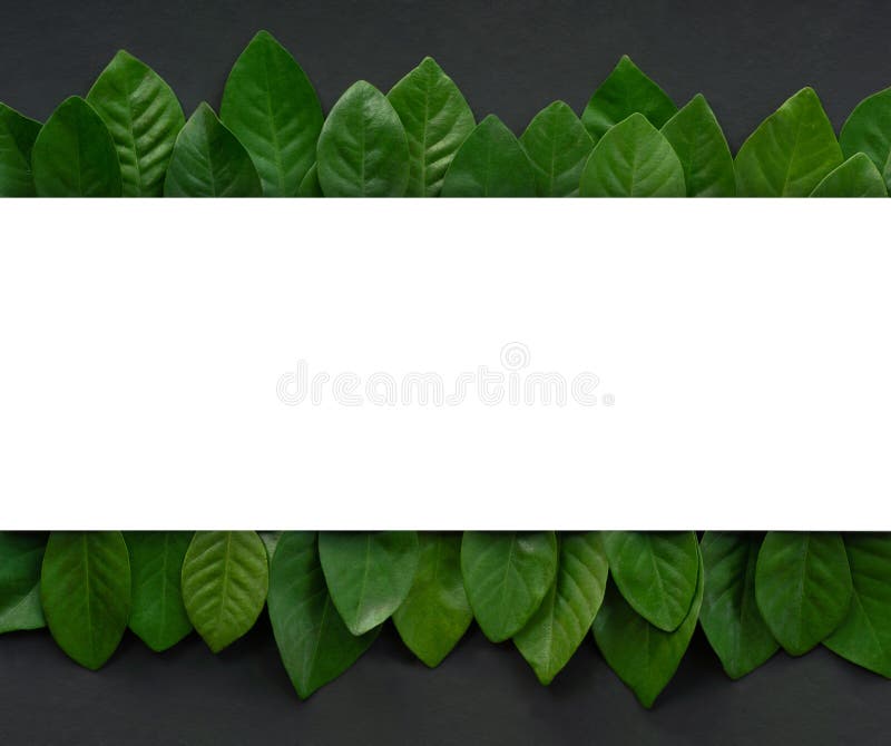 Top View Flat Lay Fresh Green Leaves with Rectangle Shape Copy Space ...