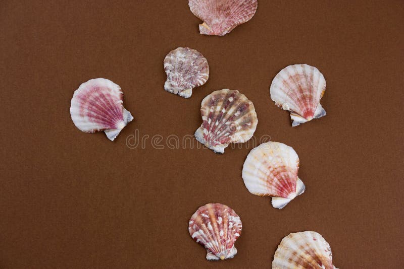 Flat Lay Sea Shells on a Brown Background Stock Photo - Image of ...