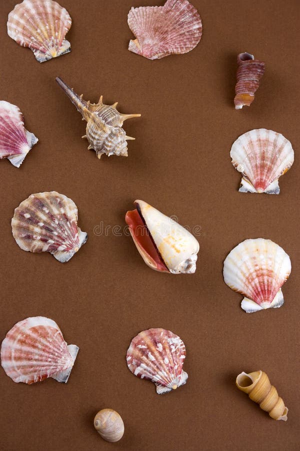 Flat Lay Sea Shells on a Brown Background Stock Image - Image of ...