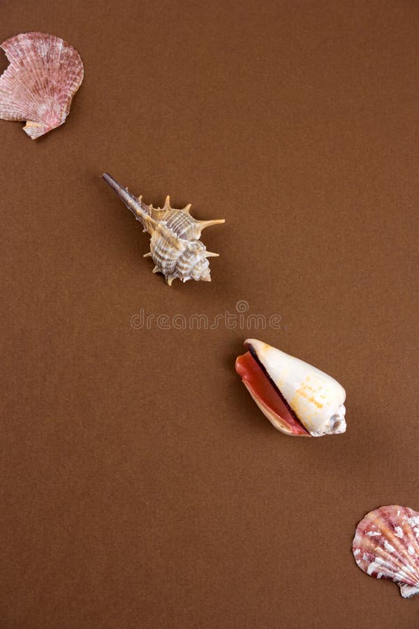 Flat Lay Sea Shells on a Brown Background Stock Image - Image of ...