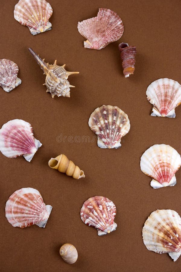 Flat Lay Sea Shells on a Brown Background Stock Photo - Image of marine ...