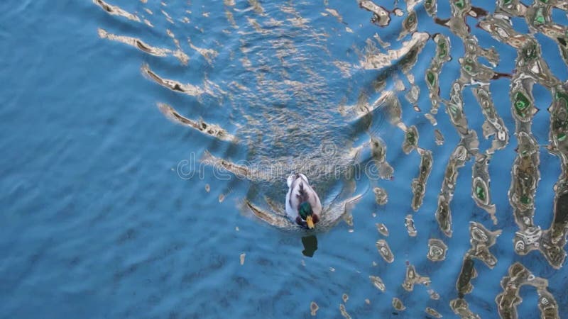 Top View of a Floating Duck in the Water. Stock Footage - Video of cute ...