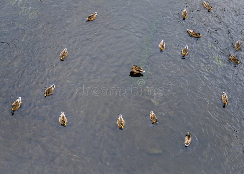 Top View of a Flock of Ducks and Drakes on the River Stock Photo ...
